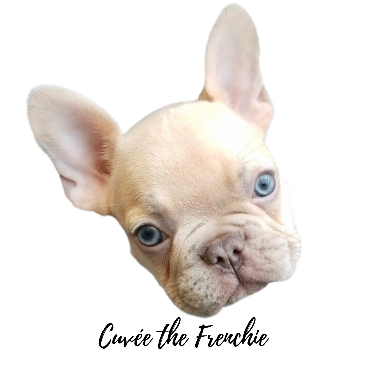 Cuvée the Frenchie's Bio